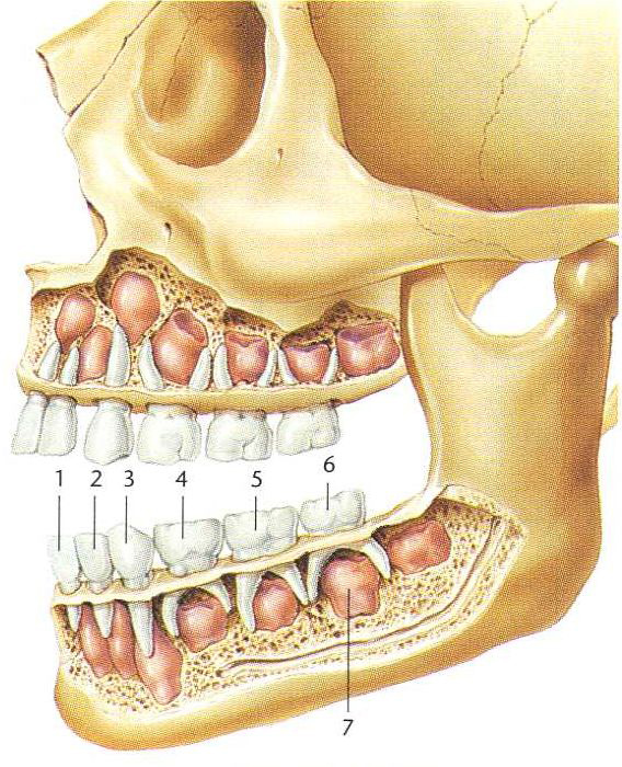 dentició | enciclopedia.cat