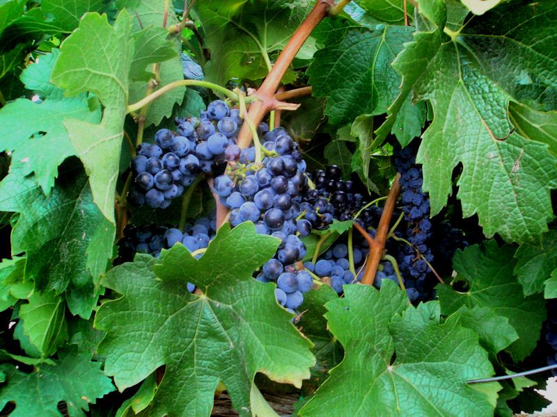 merlot | enciclopedia.cat