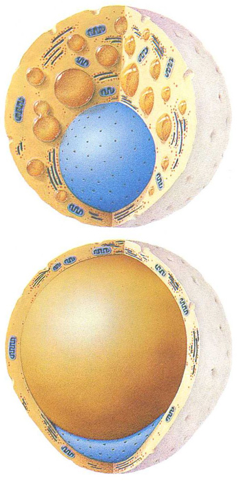 adipòcit | enciclopedia.cat