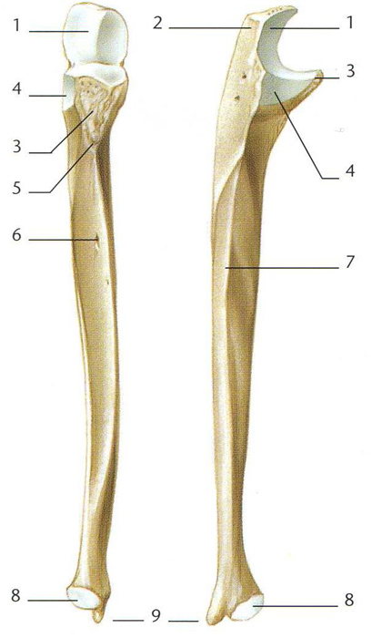 cúbit | enciclopedia.cat