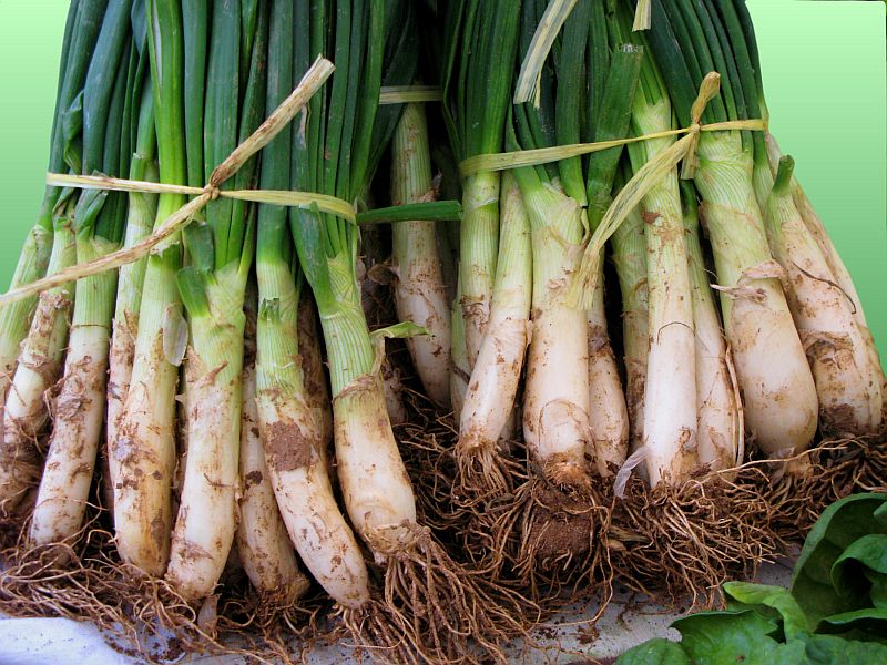 calçot | enciclopedia.cat