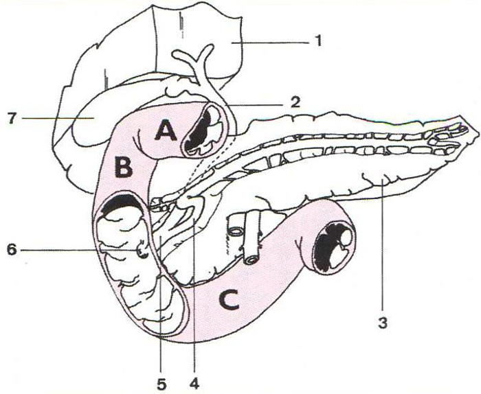 duodè | enciclopedia.cat