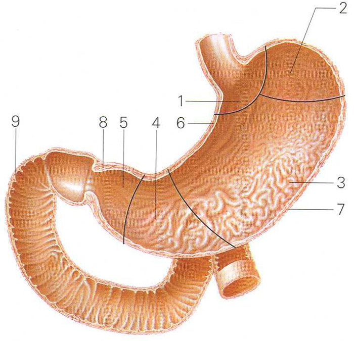 estómac | enciclopedia.cat