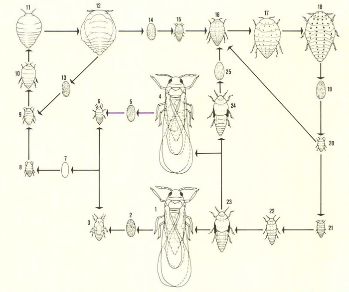 fil·loxera | enciclopedia.cat