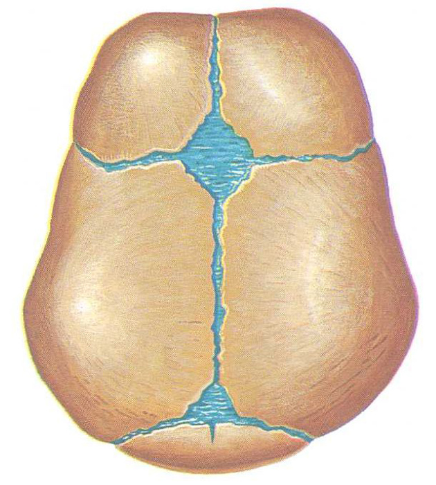 fontanel·la | enciclopèdia.cat