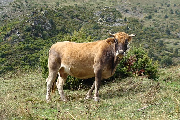 vaca | enciclopedia.cat